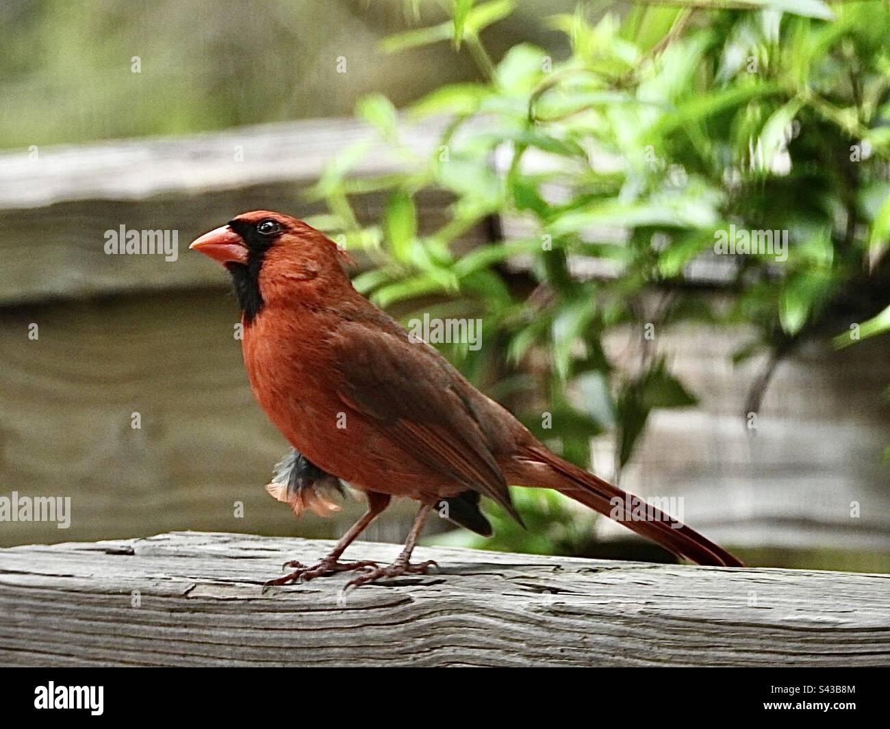 Adult male cardinal hi-res stock photography and images - Alamy