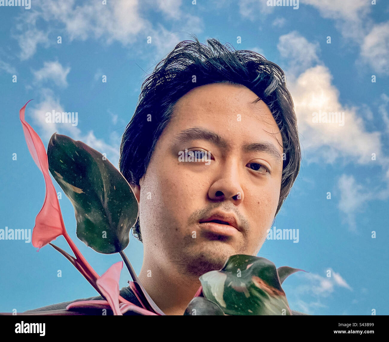 Low angle headshot of young Asian man with pink princess Philodendron ...