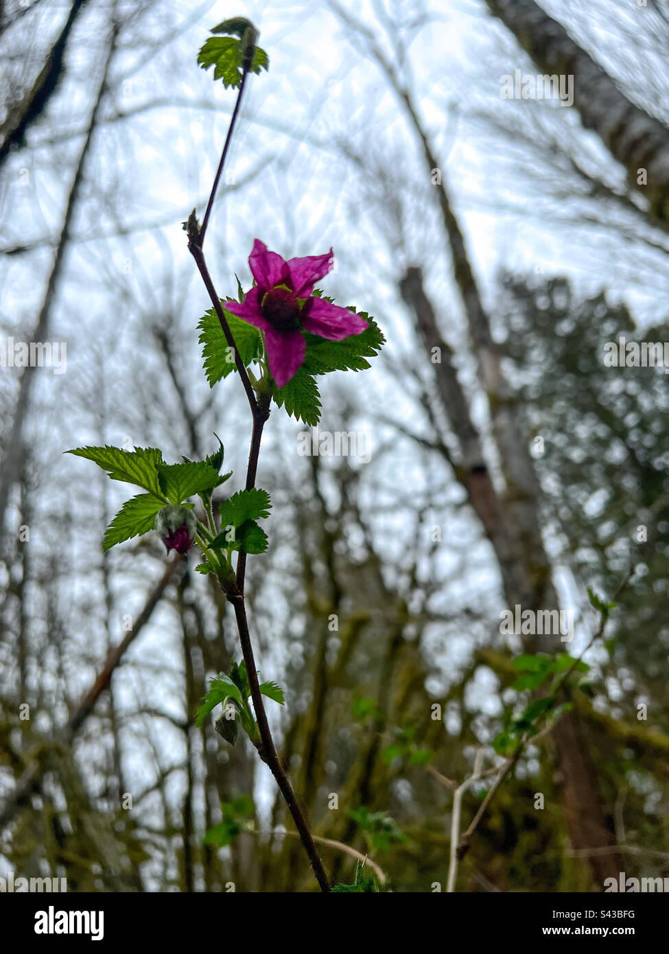Salmonberry Flower