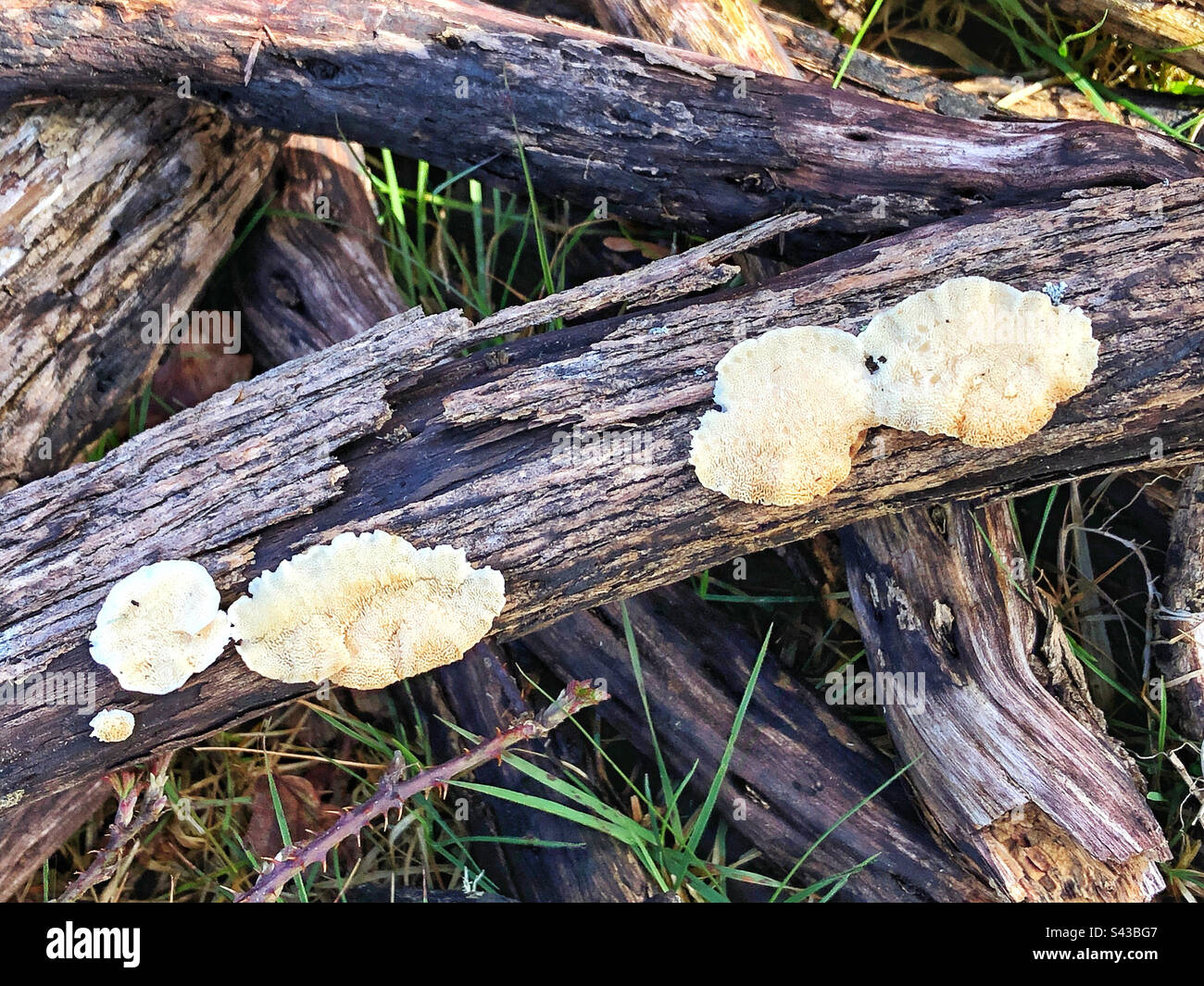 White fungus hi-res stock photography and images - Alamy