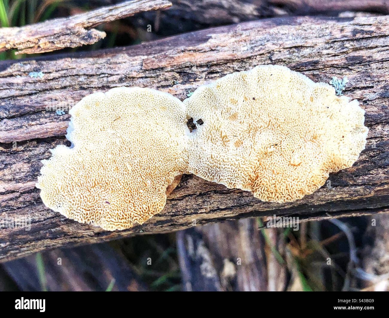 White fungus hi-res stock photography and images - Alamy