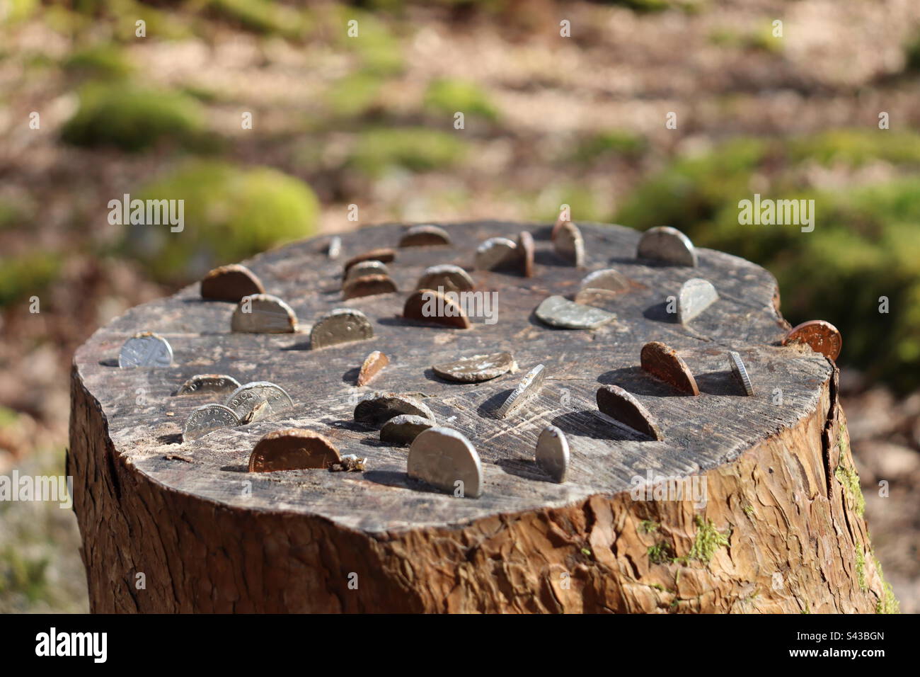 Coins in a log hi-res stock photography and images - Alamy