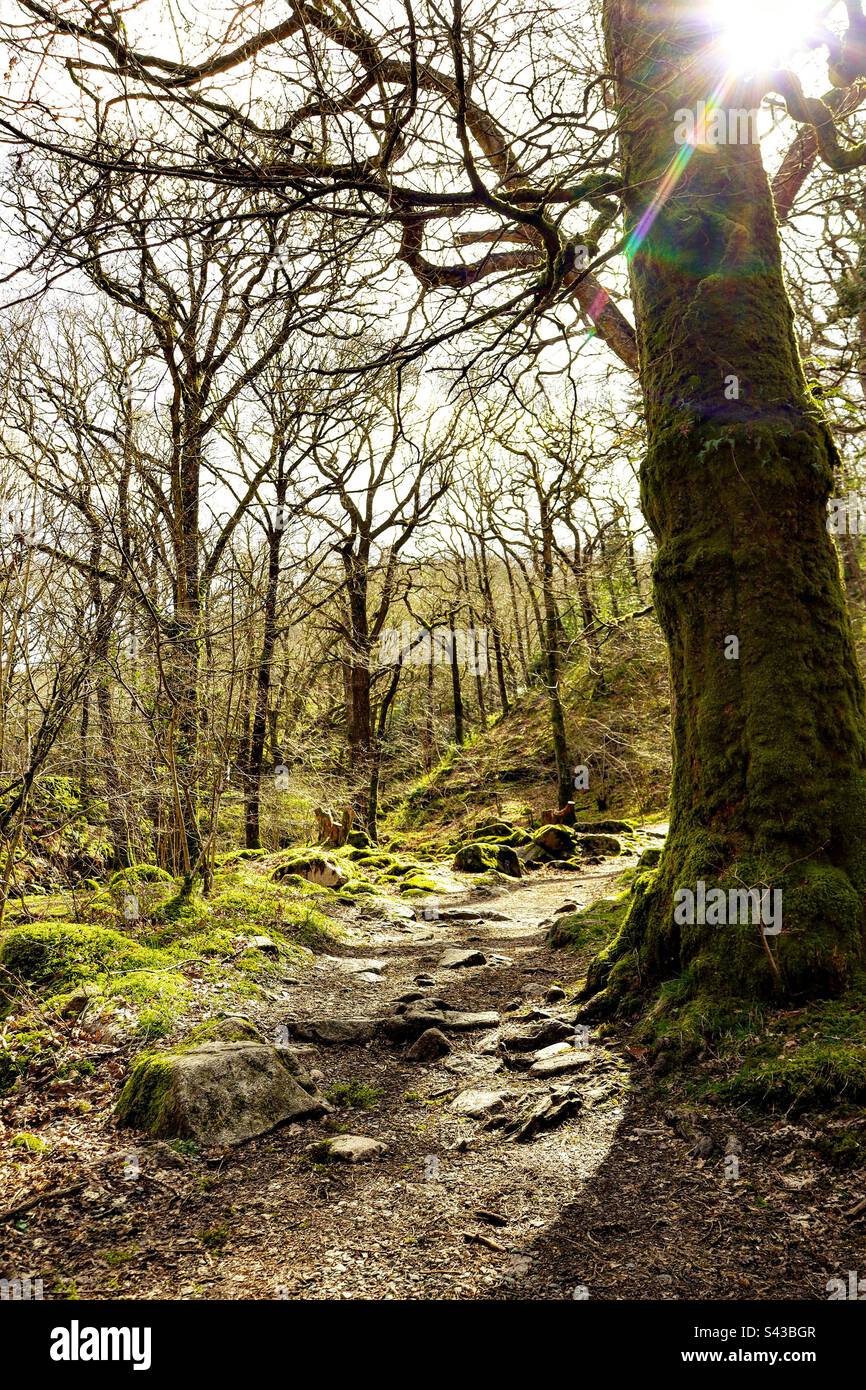 Tree next to path with sunlight shining through branches Stock Photo ...