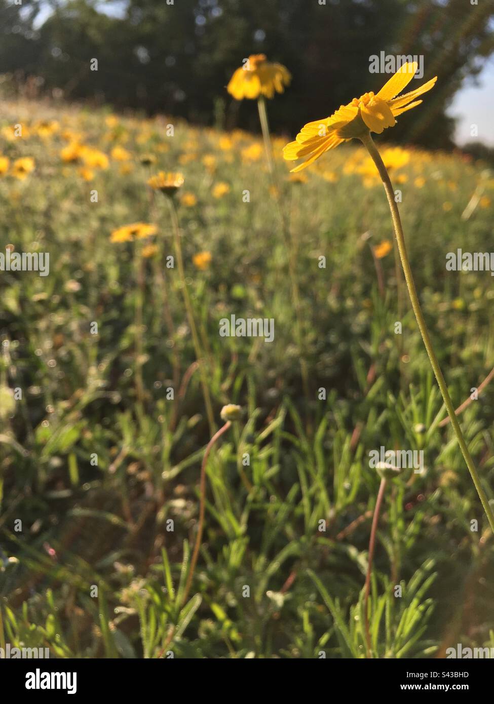 Texas yellow wildflowers hi-res stock photography and images - Alamy