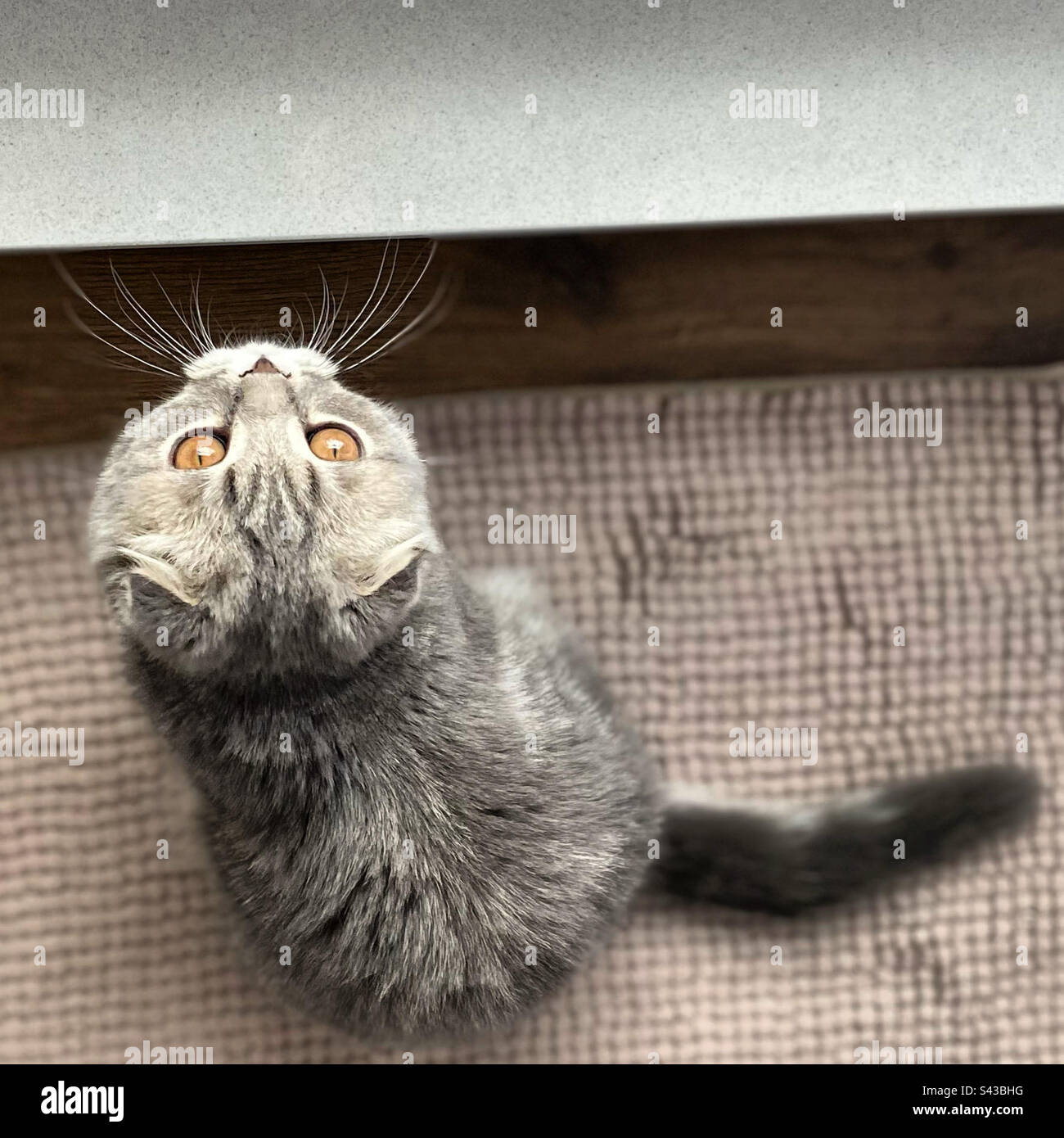 The mysterious cat hi-res stock photography and images - Alamy