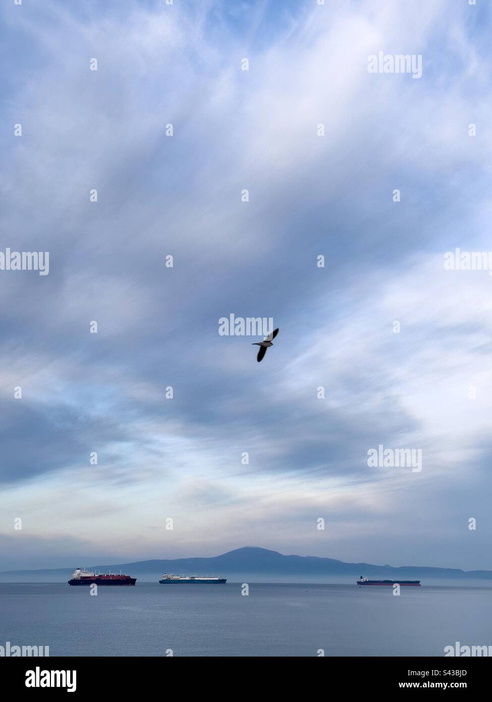 Three boats and a swallow. Kalamata bay Stock Photo - Alamy