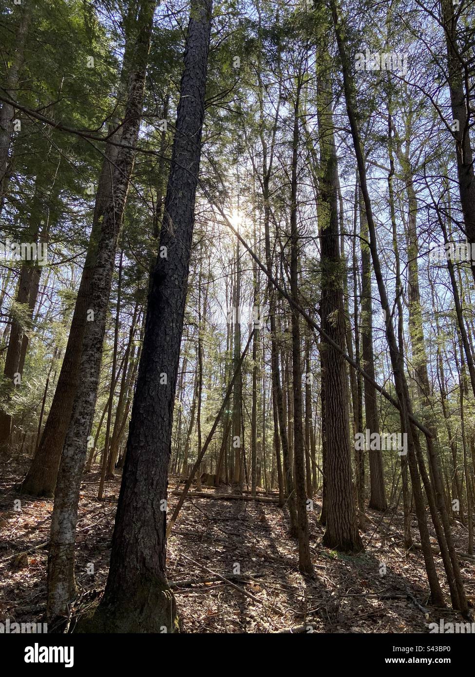 Woods sun hi-res stock photography and images - Alamy