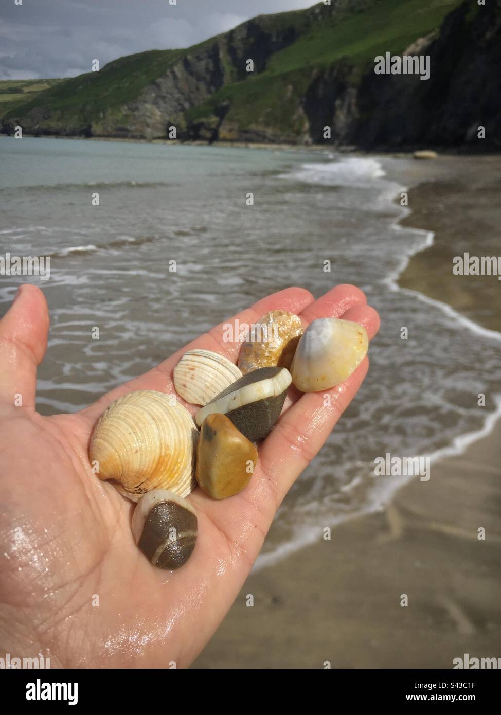 Collecting pretty pebbles and shells on a beach near Llangrannog in ...