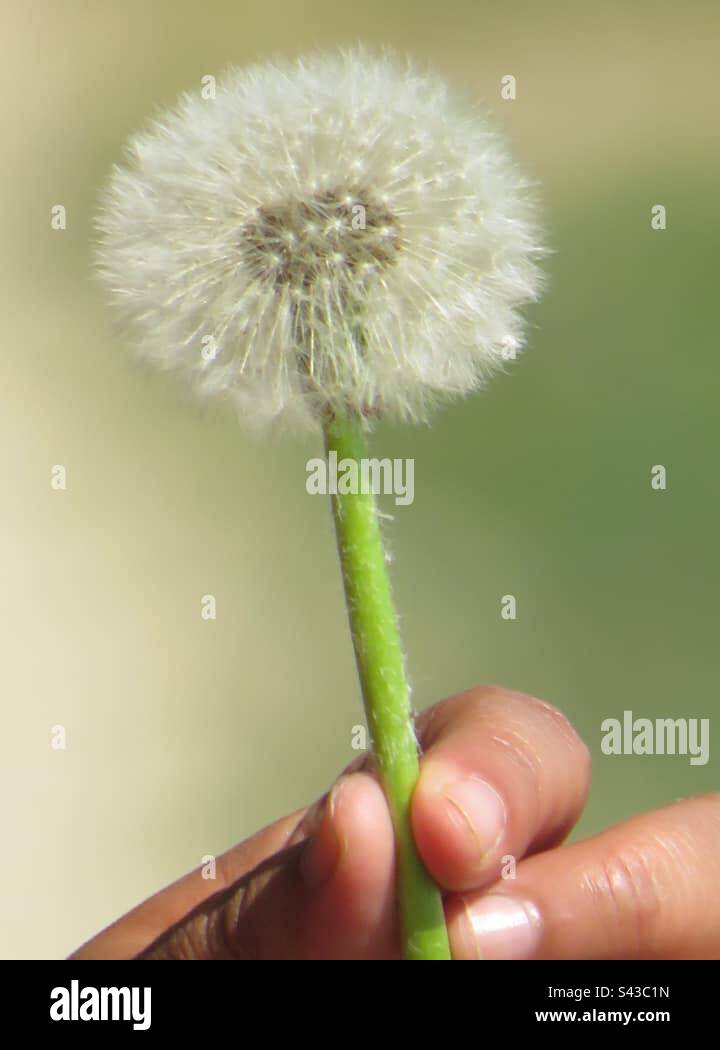 Fruhlingszauber hi-res stock photography and images - Alamy