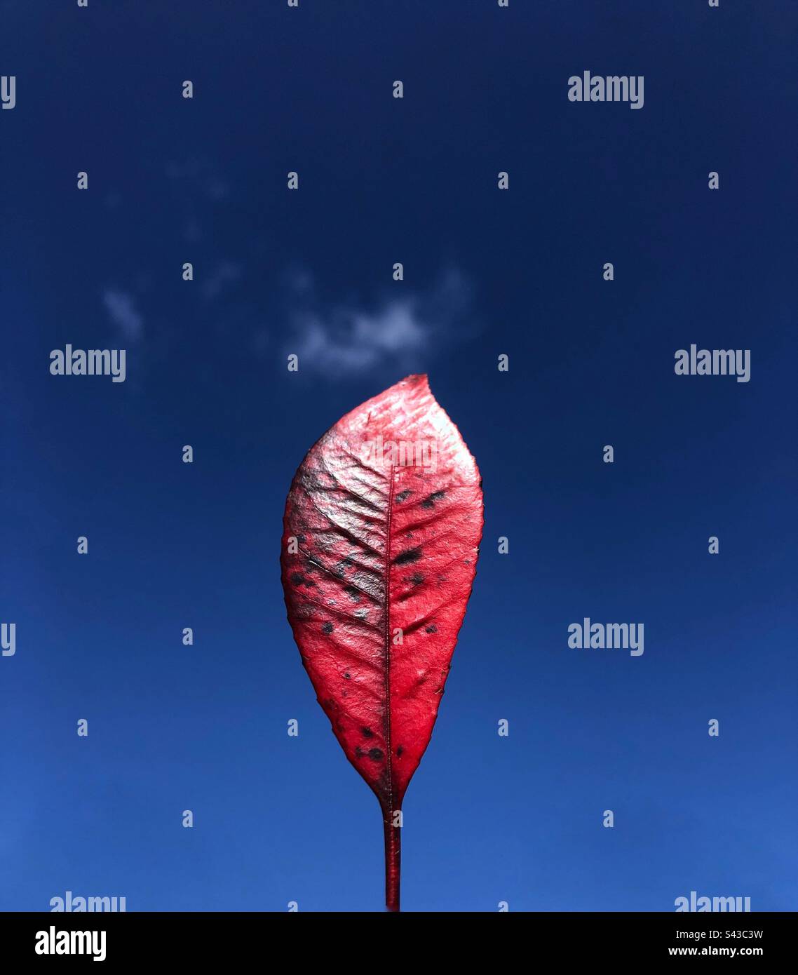 Red leaf against dark blue background Stock Photo - Alamy Red leaf against dark blue background Stock Photo - Alamy