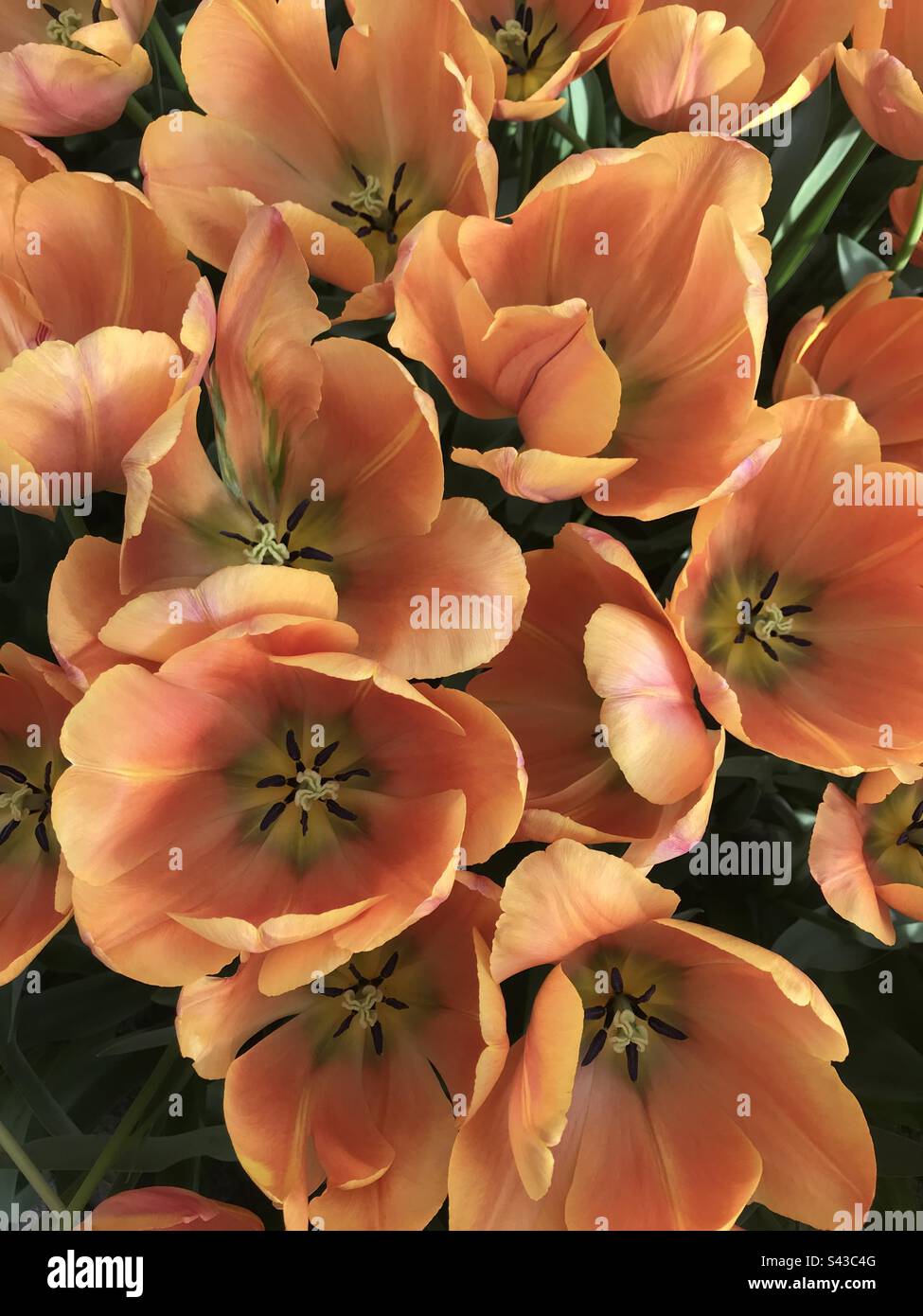 Burnt orange flowers hi-res stock photography and images - Alamy
