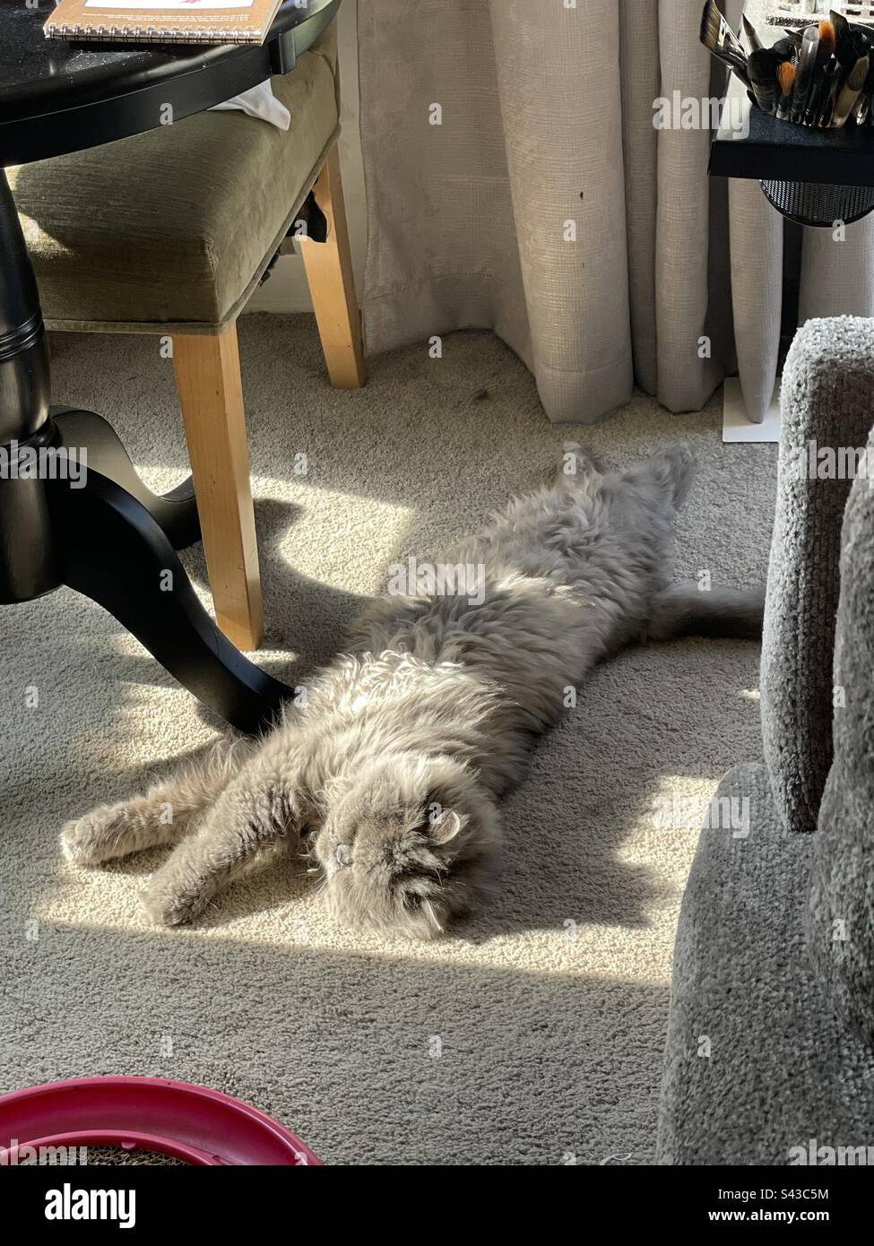 Lazy cat hi-res stock photography and images - Alamy