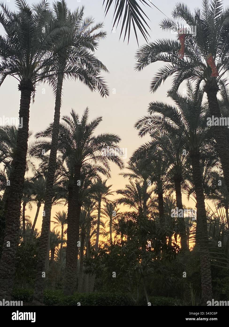 Sunsit between palms Stock Photo - Alamy