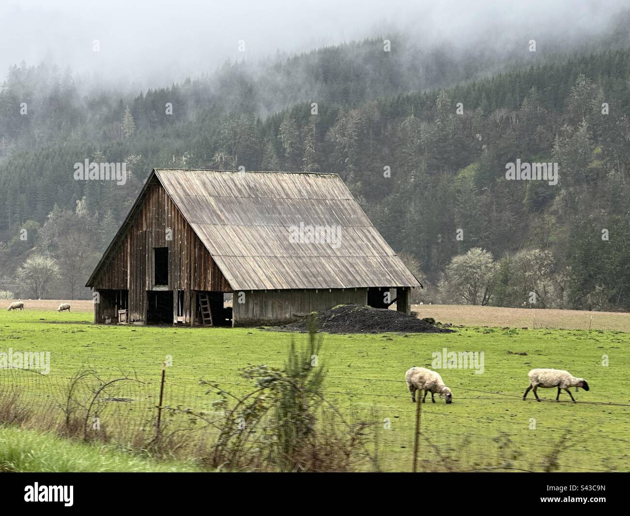 Sheep in a pasture hi-res stock photography and images - Alamy