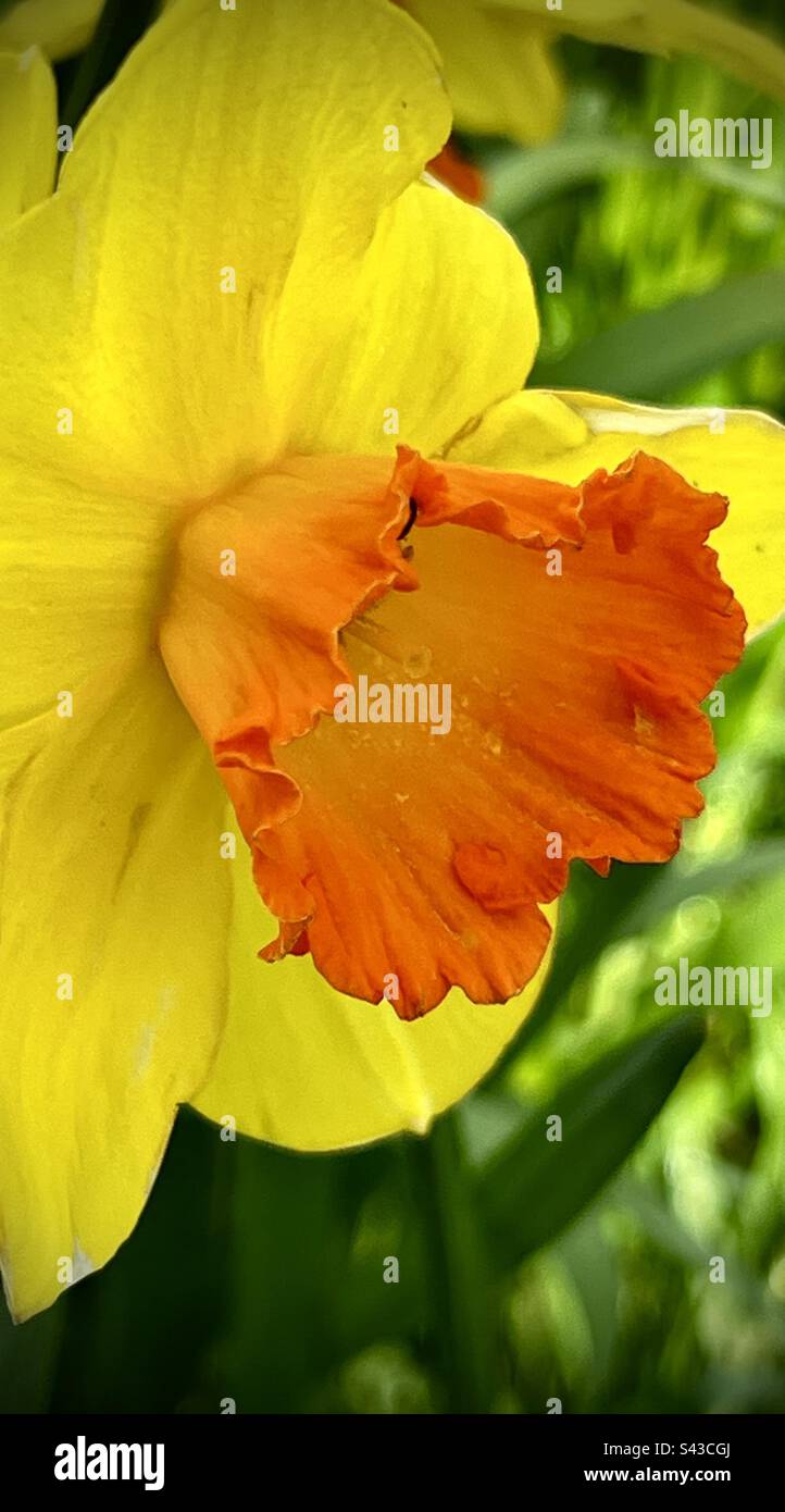 Narcissus with yellow petals and orange trumpet Stock Photo - Alamy