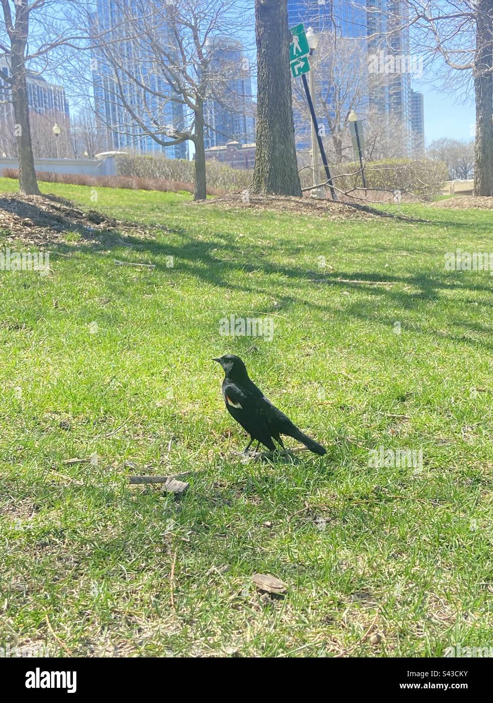 A beautiful black bird with colorful feathers Stock Photo - Alamy