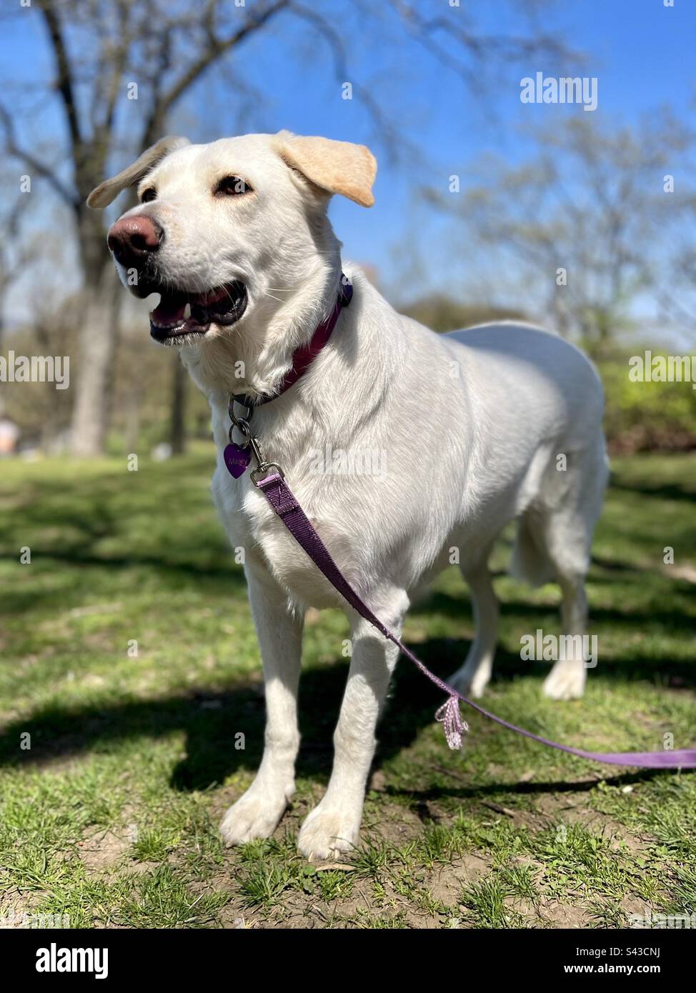 Leash cross hi-res stock photography and images - Alamy