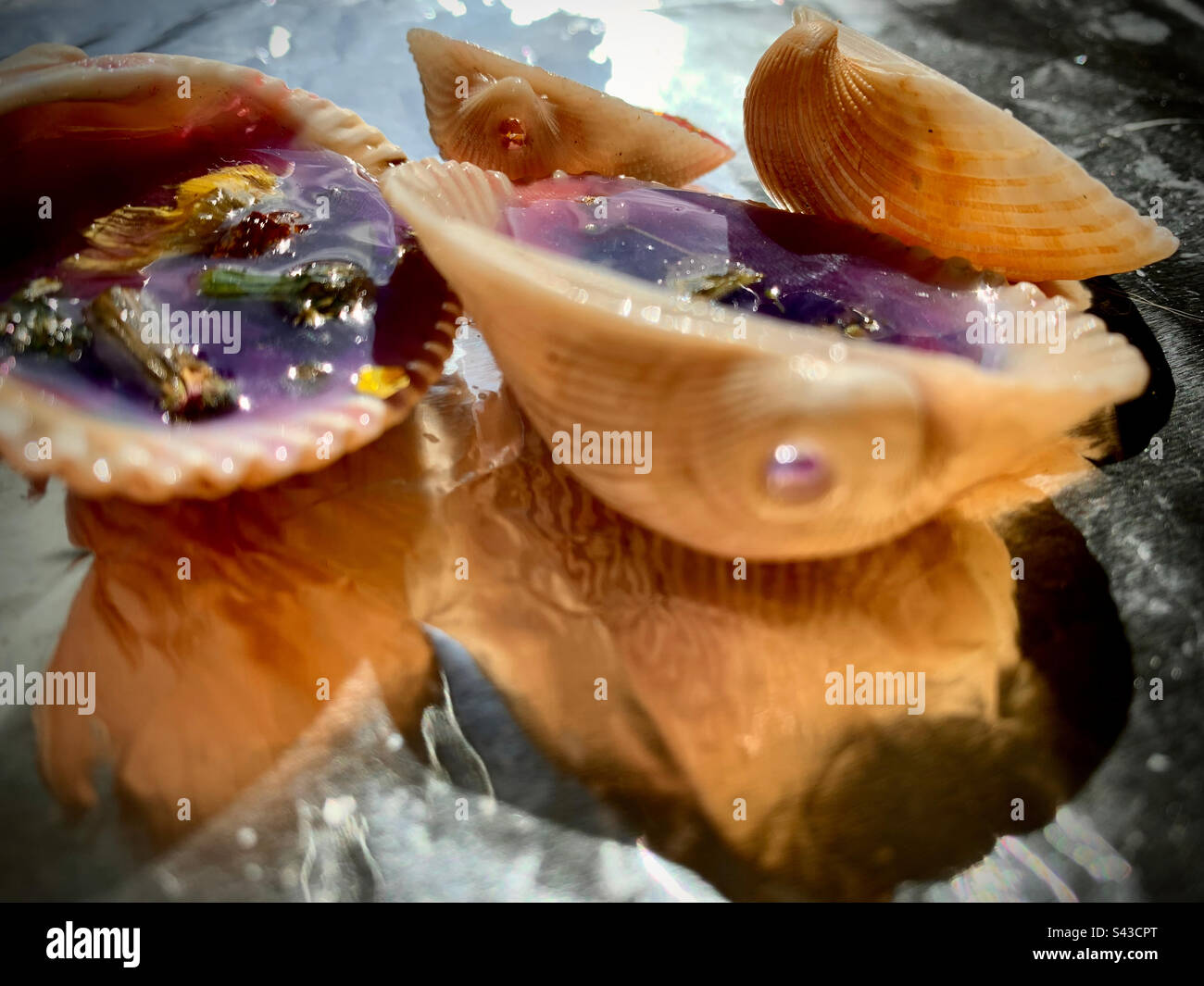 Decorative seashells hi-res stock photography and images - Alamy