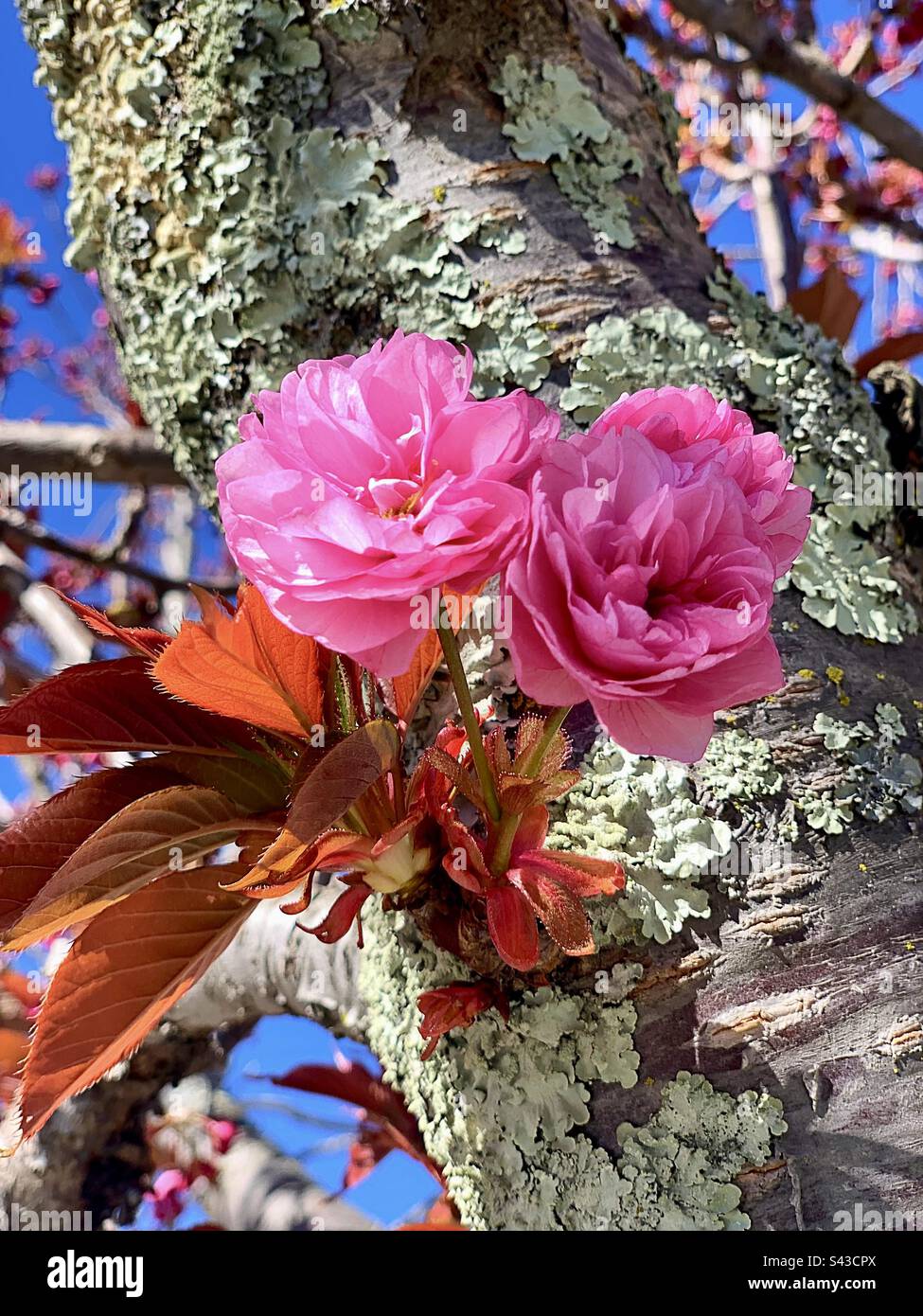 Two pink flowers of Sakura blossomed from the branch in the sunny day ...