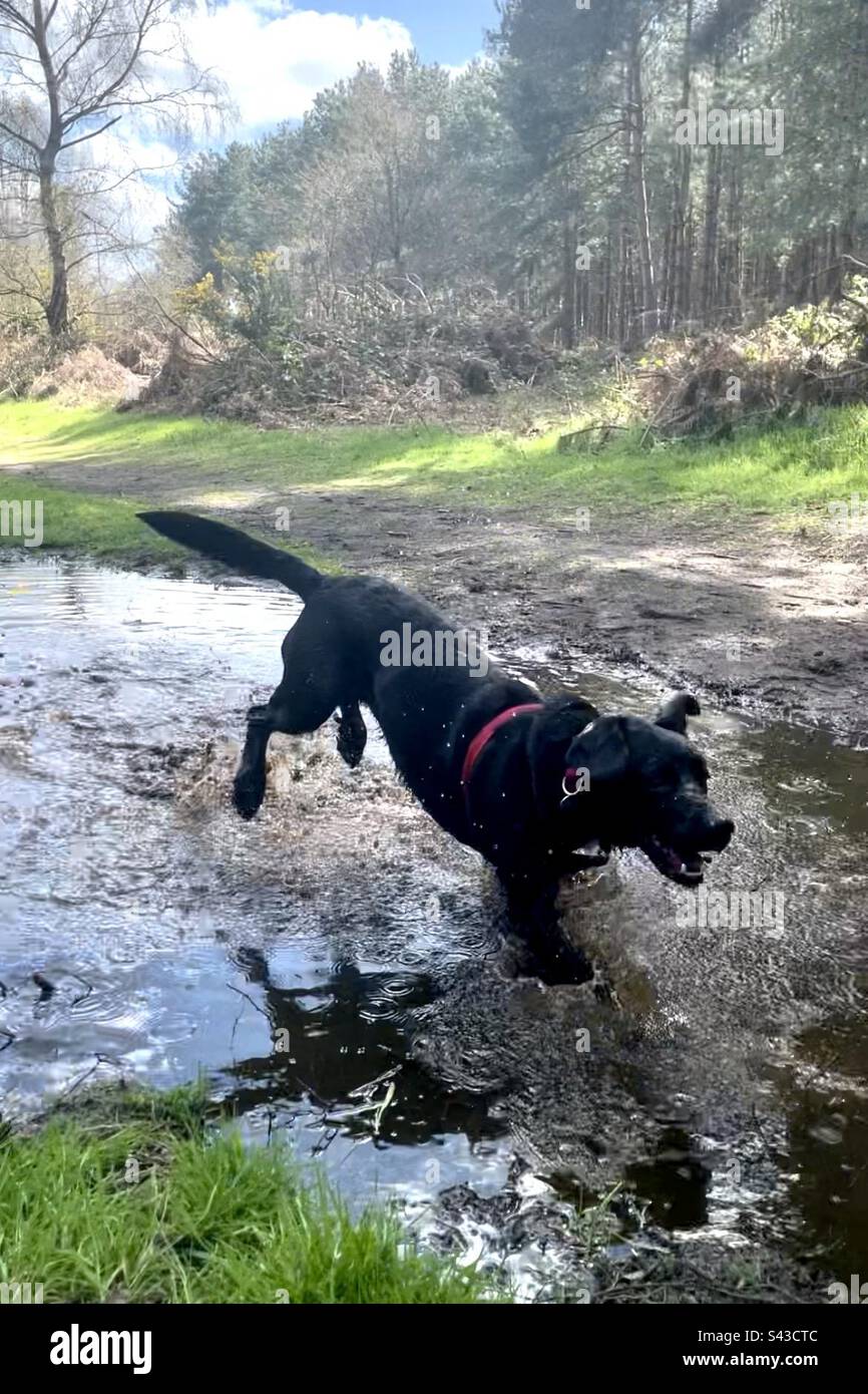 Springer spaniel in the woods hi-res stock photography and images - Alamy