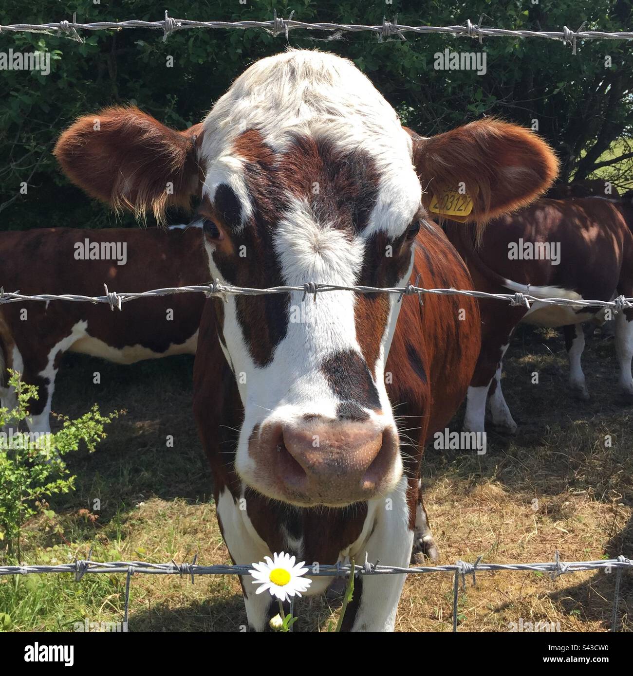 Daisy the cow hi-res stock photography and images - Alamy