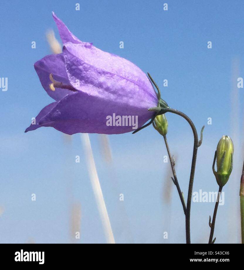 Harebell flower hi-res stock photography and images - Alamy