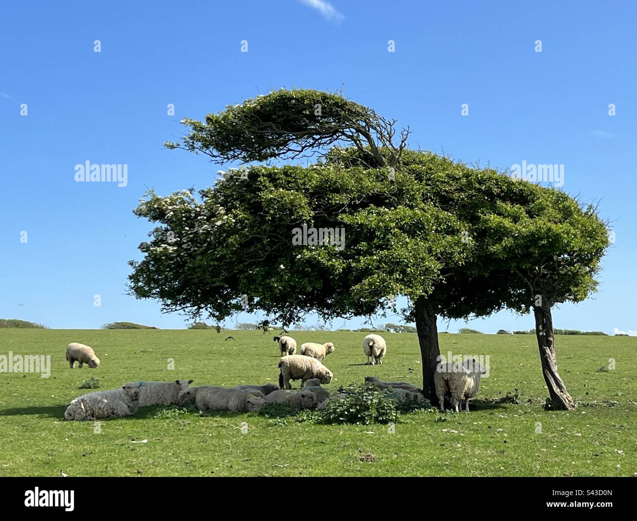 Sheep under a tree hi-res stock photography and images - Alamy