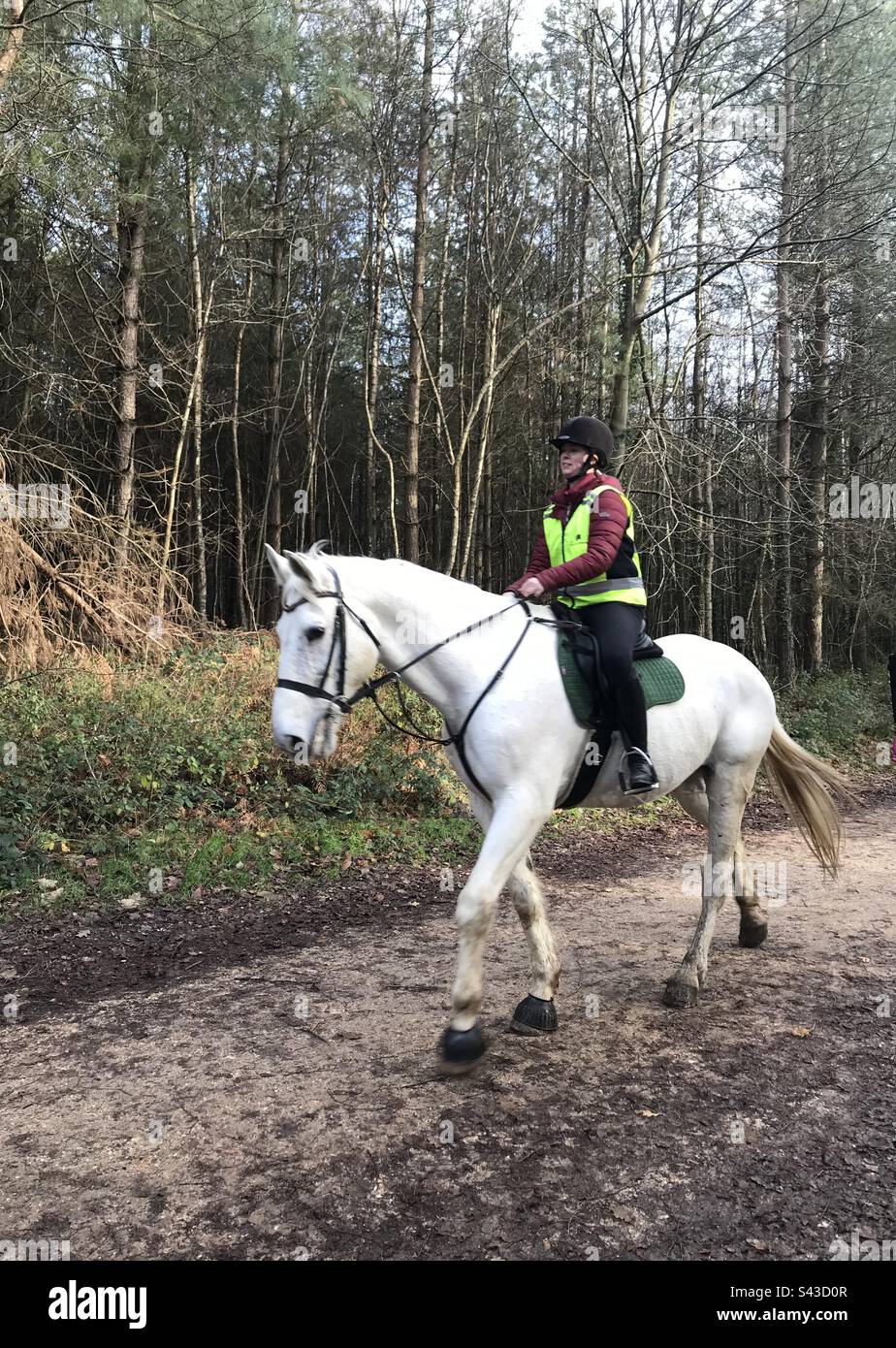 Forest of bere hi-res stock photography and images - Alamy