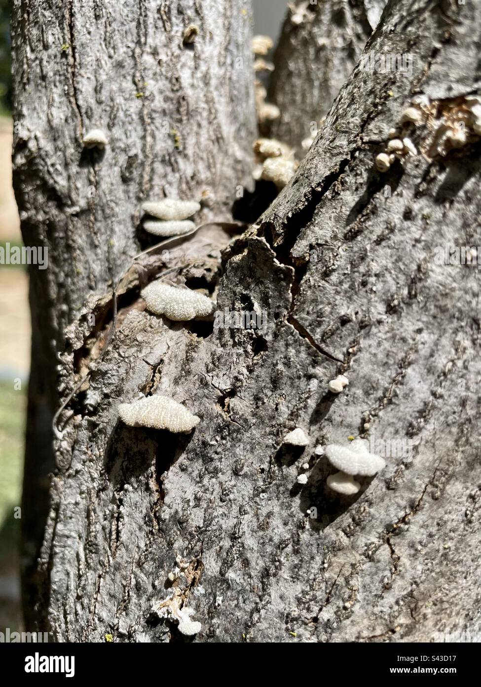 Tree fungi hi-res stock photography and images - Alamy