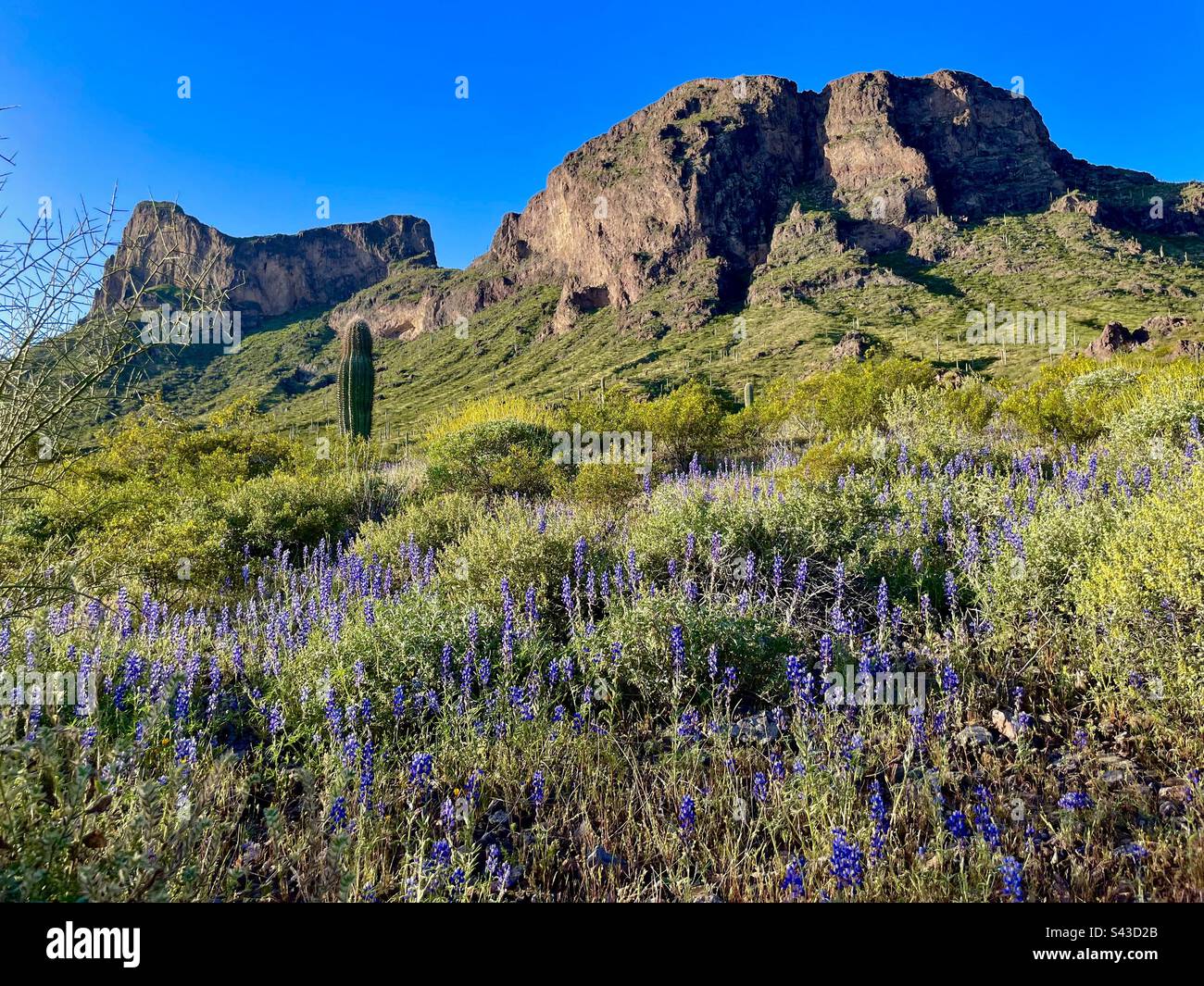 Picacho peak state park wildflowers hi-res stock photography and images ...