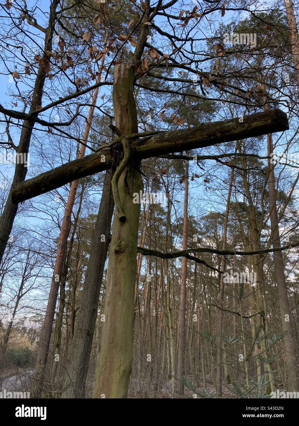 Cross forest hi-res stock photography and images - Alamy