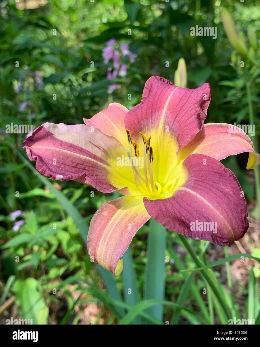 Variegated Daylily flower Stock Photo - Alamy
