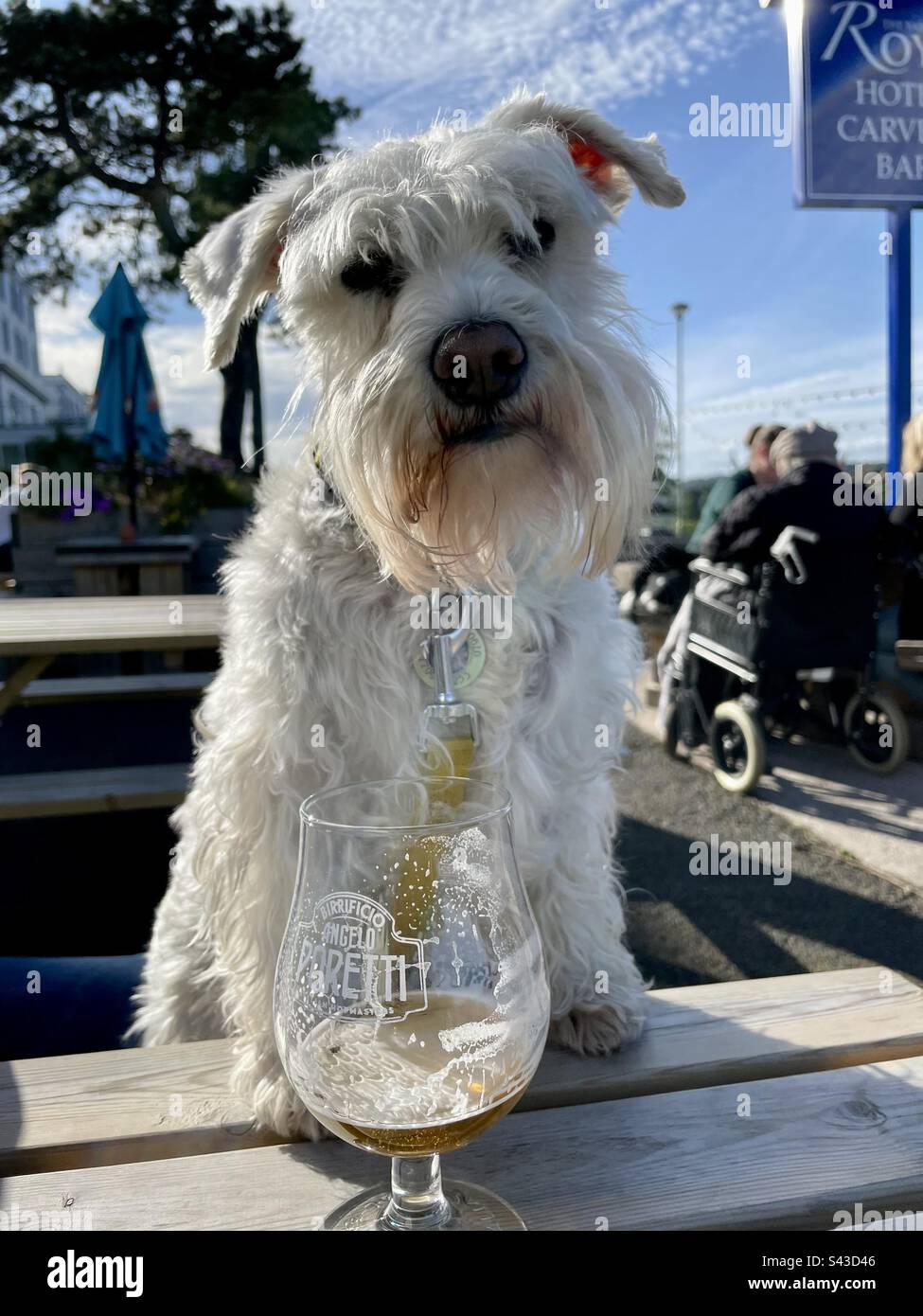 Two pints of lager hi-res stock photography and images - Alamy