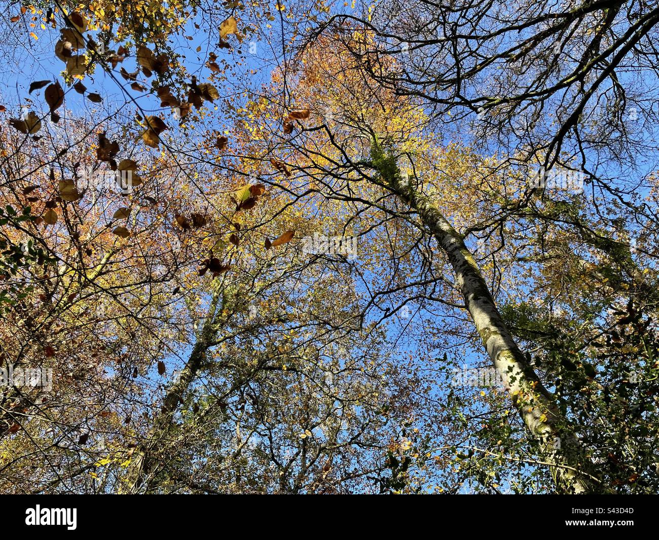 Blue sky through the trees hi-res stock photography and images - Alamy