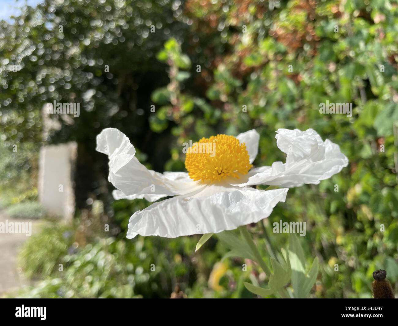 White poppy hi-res stock photography and images - Alamy