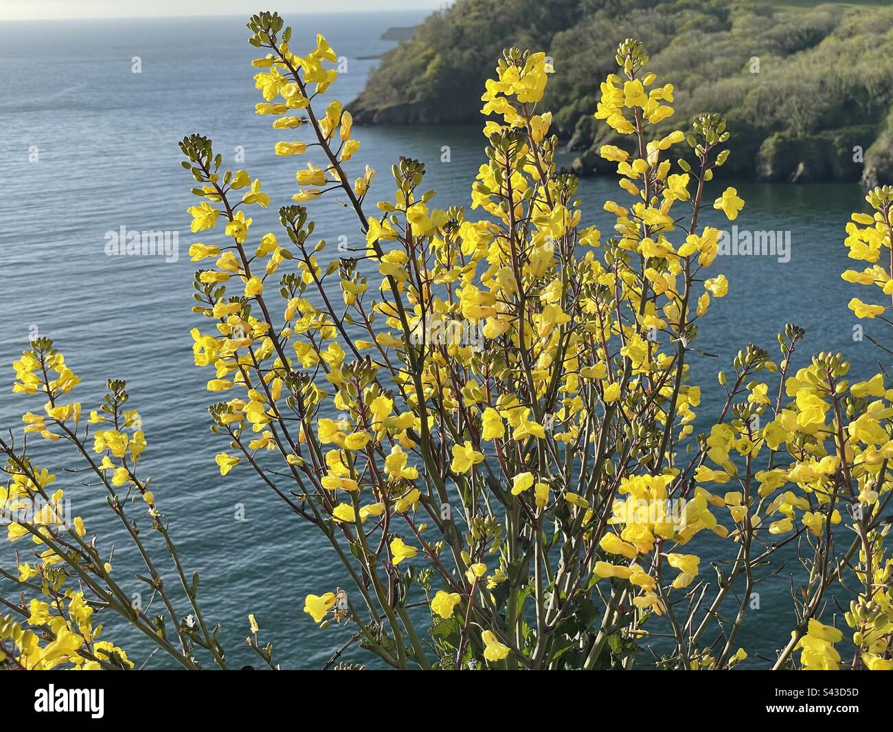 Devon wild flowers hi-res stock photography and images - Alamy