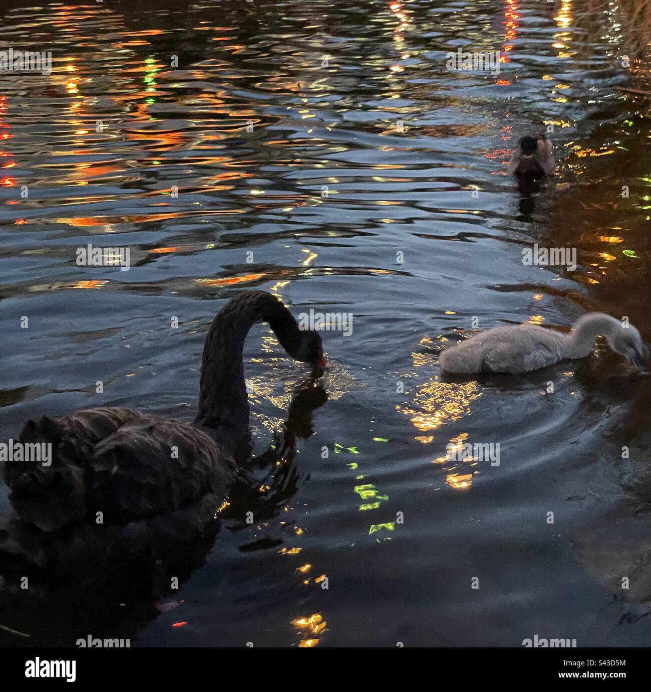 Black swan and signet on the river at dusk Stock Photo - Alamy