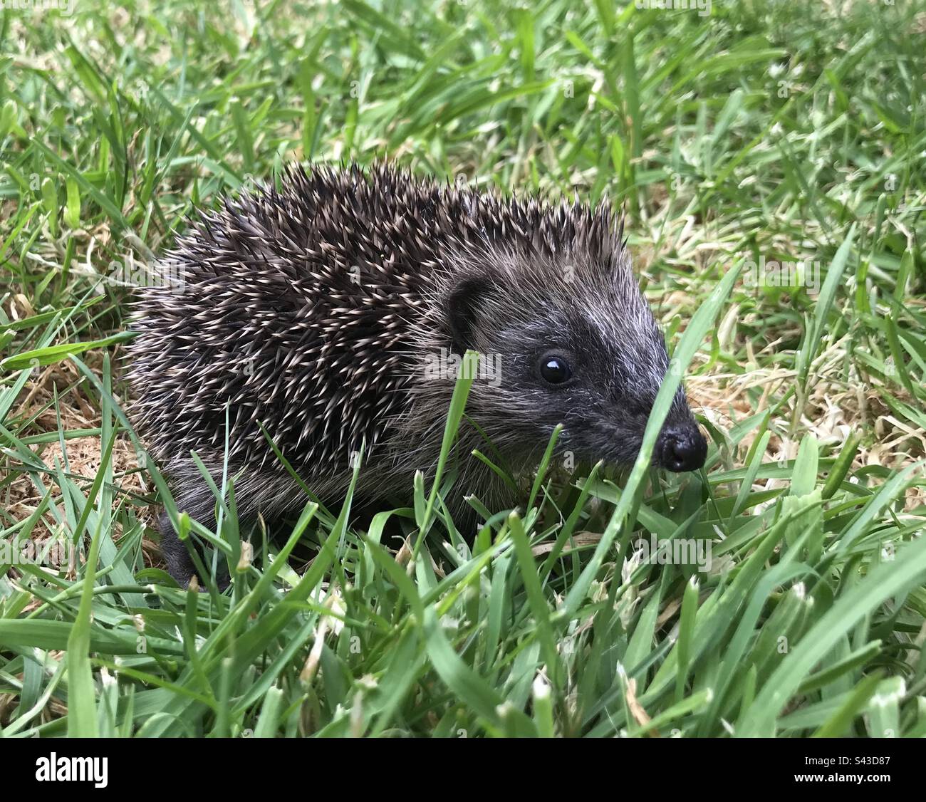 British garden hedgehog hi-res stock photography and images - Alamy