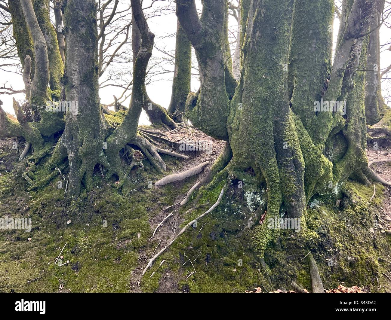 Moss covered tree by wall hi-res stock photography and images - Alamy