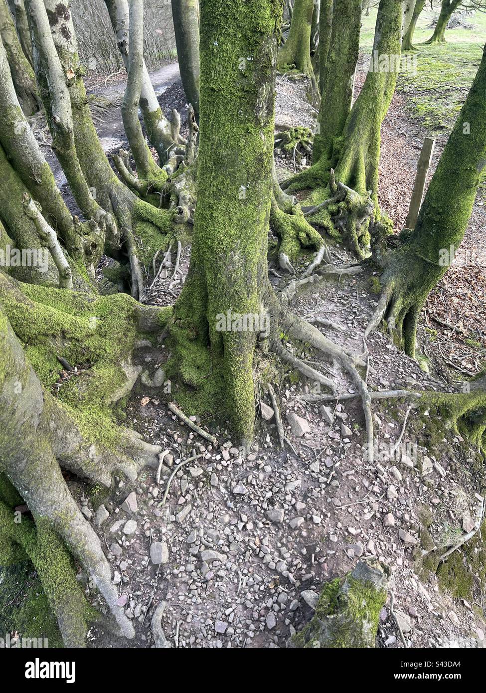Entangled roots hi-res stock photography and images - Alamy