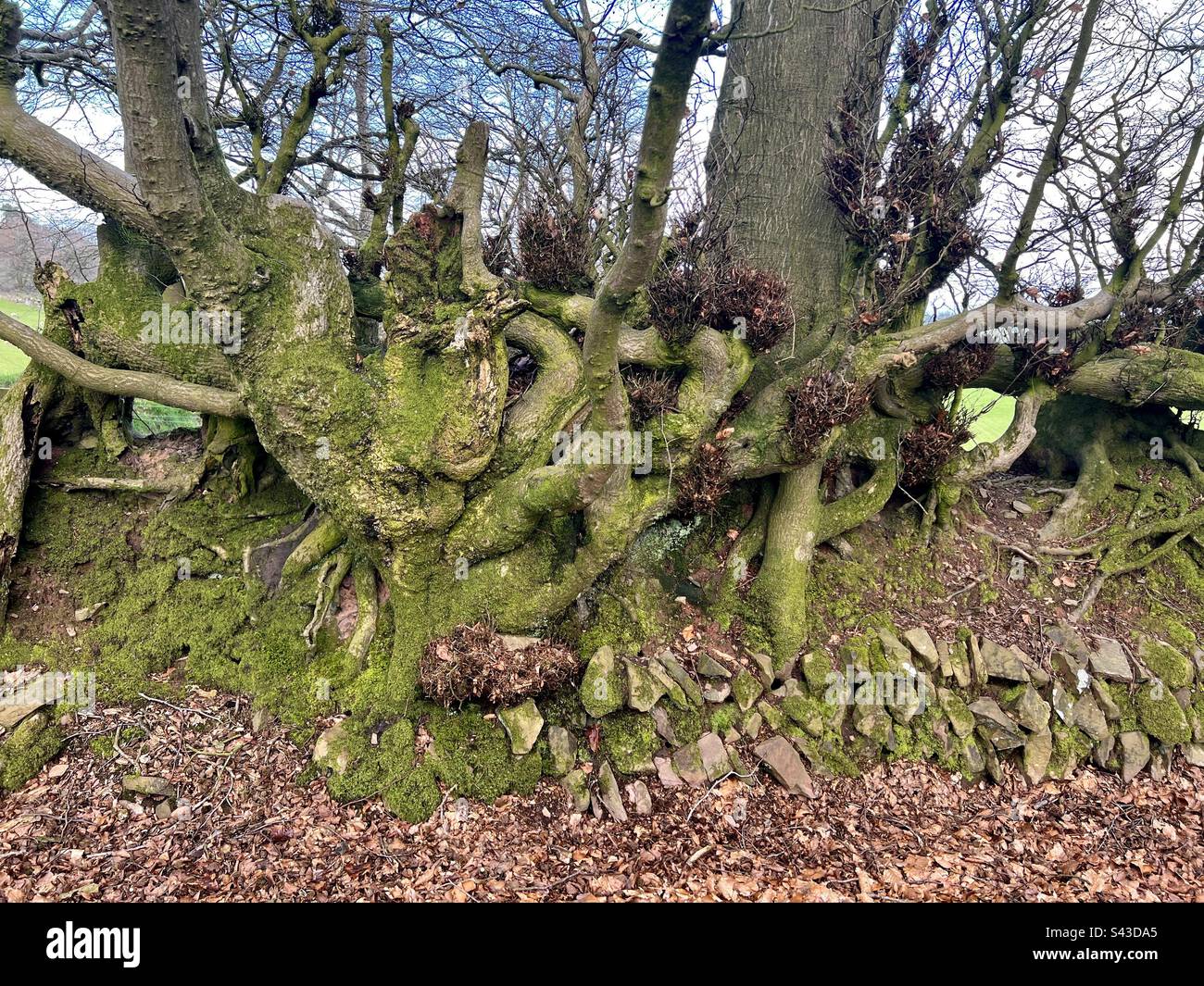 Trees with exposed roots hi-res stock photography and images - Alamy
