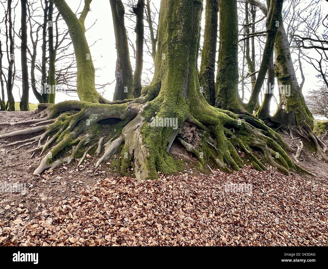 Exposed tree root system hi-res stock photography and images - Alamy