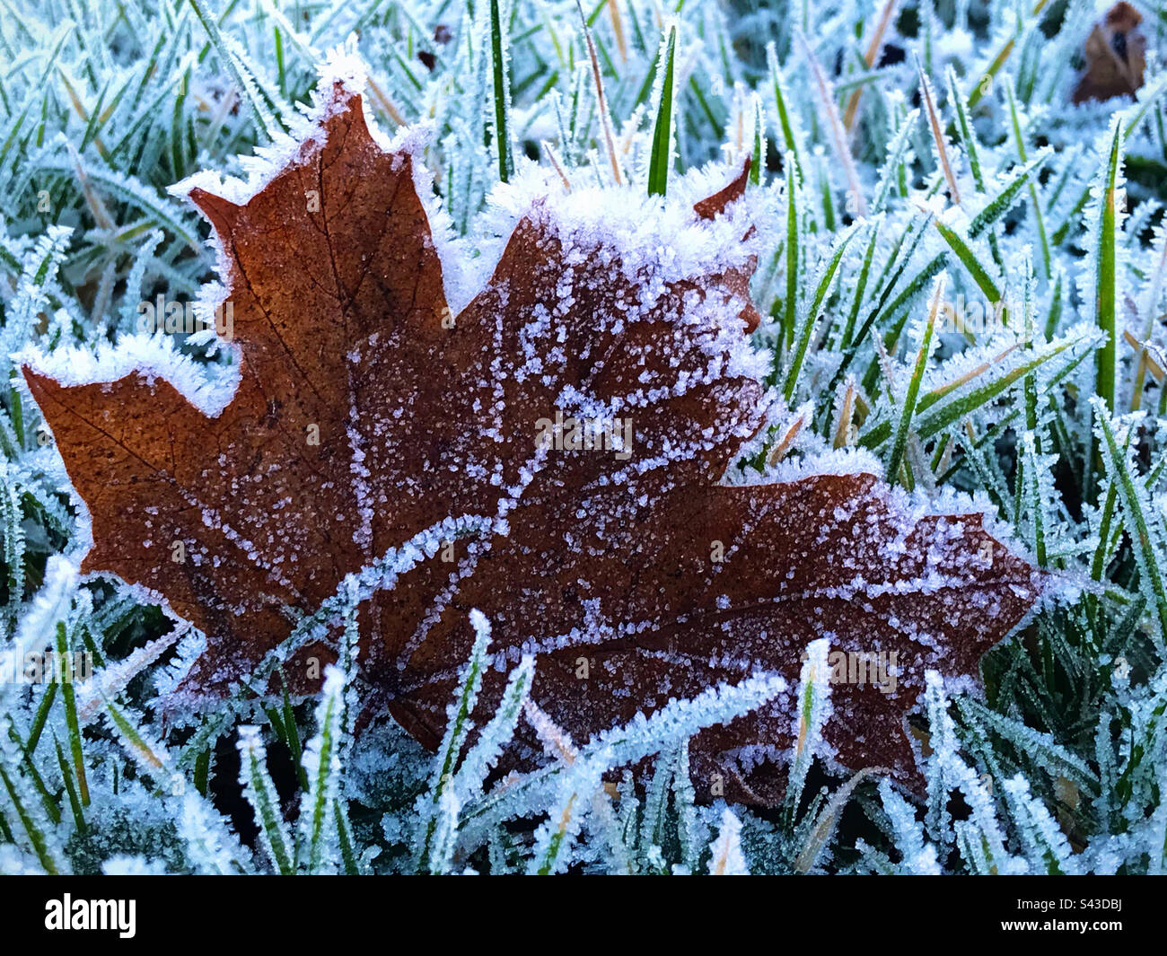 Dead leaves leaf hi-res stock photography and images - Alamy