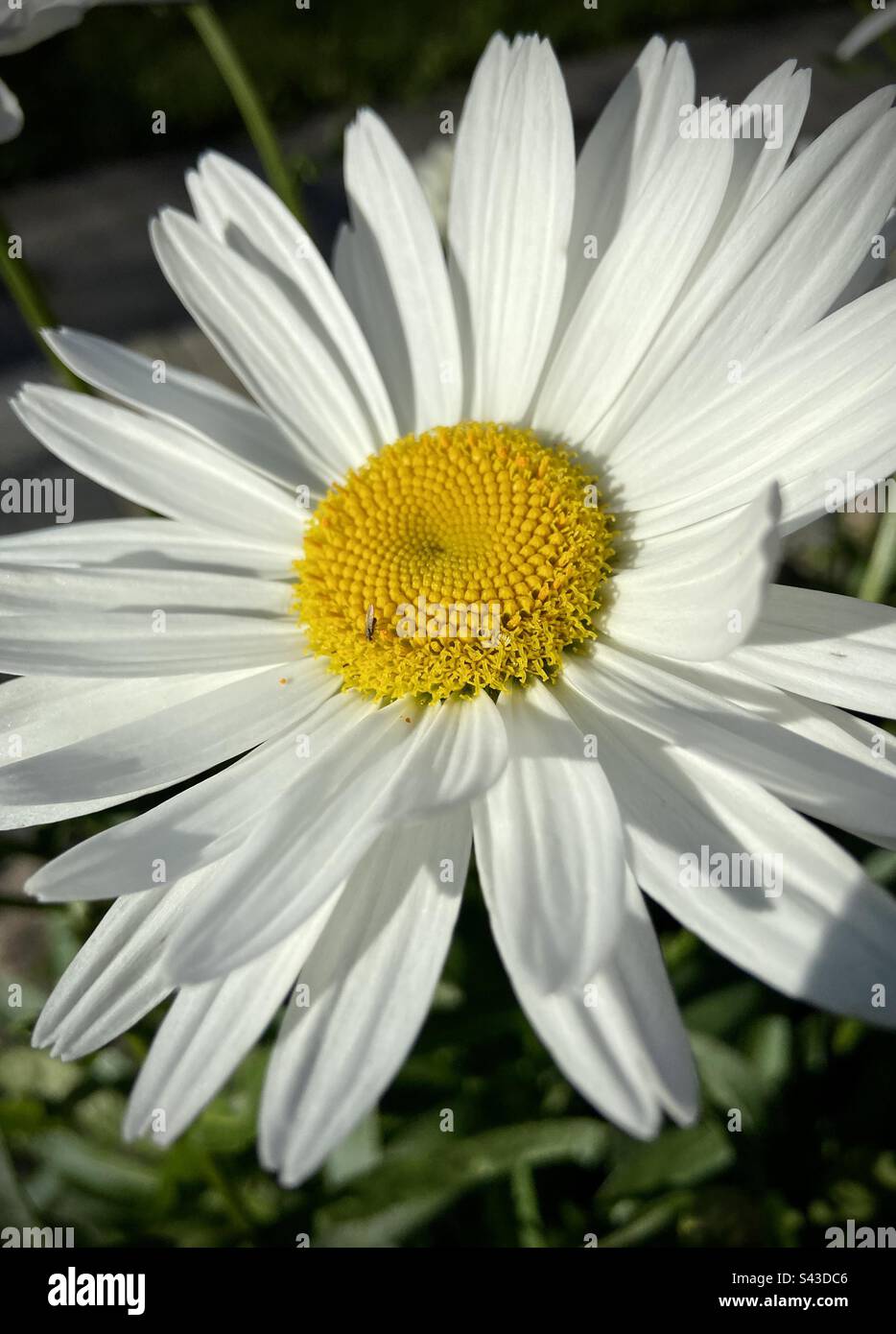 Large daisy hi-res stock photography and images - Alamy