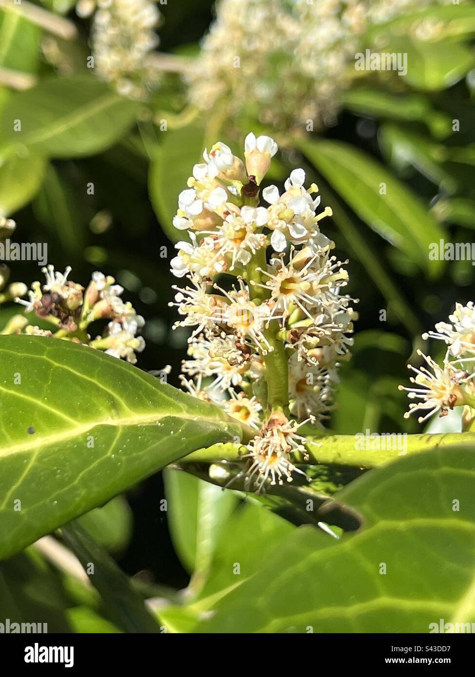 Laurel laurel laurus nobilis hi-res stock photography and images - Alamy