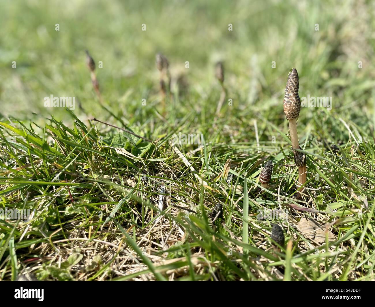 Horsetail grass hi-res stock photography and images - Alamy