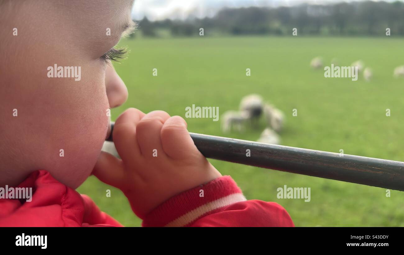 Sheep green grass hi-res stock photography and images - Alamy