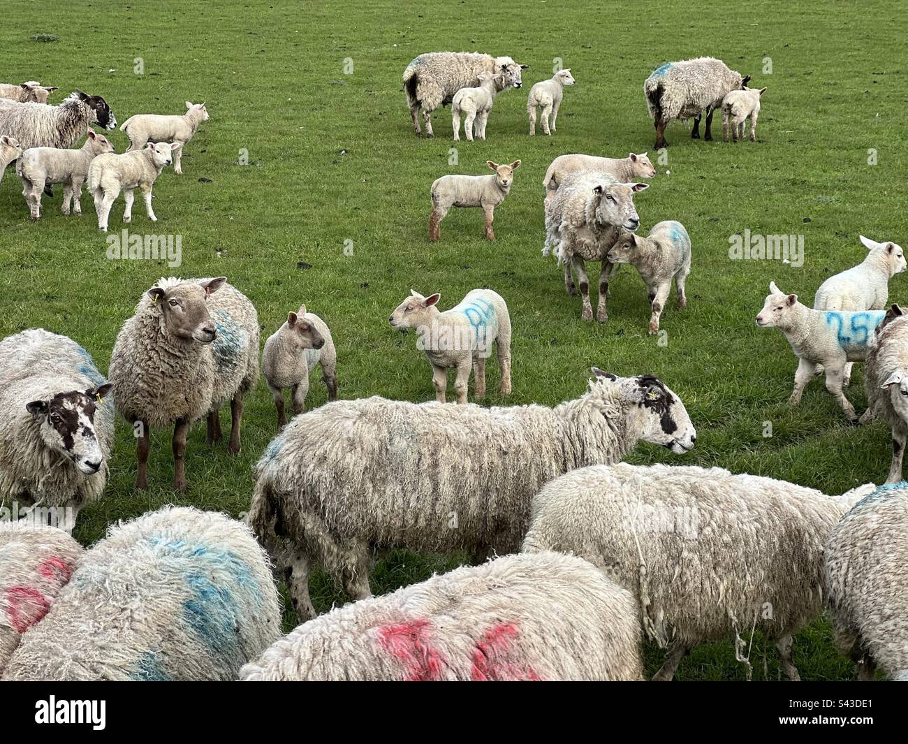 Lots of sheep hi-res stock photography and images - Alamy