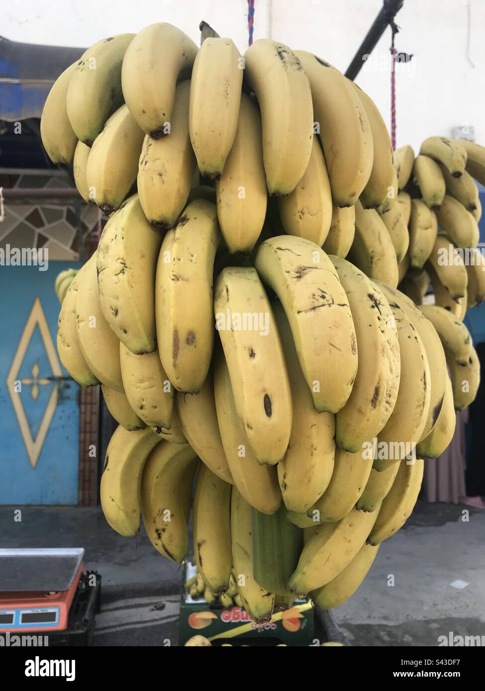 Trunks fresh hi-res stock photography and images - Alamy