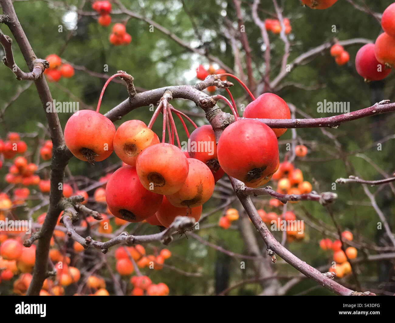 Close up berries fruits hi-res stock photography and images - Alamy
